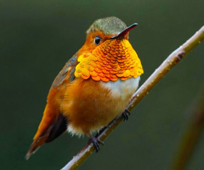Hummingbirds in the Bay Area - Korotkin Associates