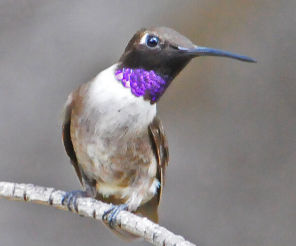 Hummingbirds in the Bay Area - Korotkin Associates