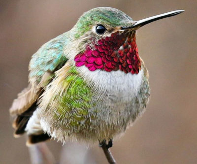 Hummingbirds in the Bay Area - Korotkin Associates