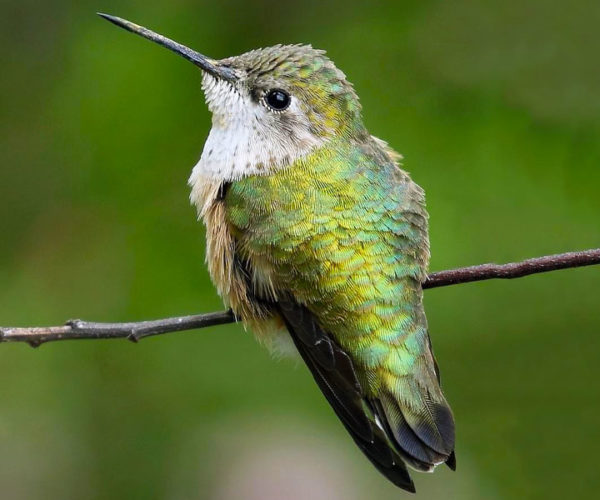 Hummingbirds in the Bay Area - Korotkin Associates