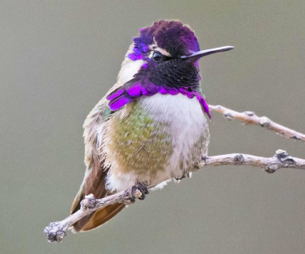 Hummingbirds in the Bay Area - Korotkin Associates