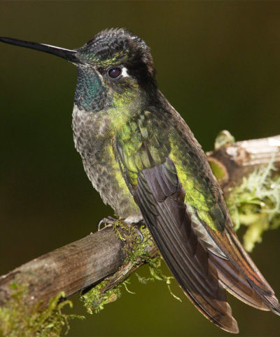 Hummingbirds in the Bay Area - Korotkin Associates