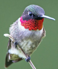 Hummingbirds in the Bay Area - Korotkin Associates