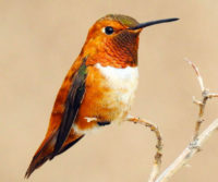 Hummingbirds in the Bay Area - Korotkin Associates