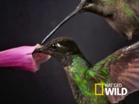Hummingbirds in the Bay Area - Korotkin Associates